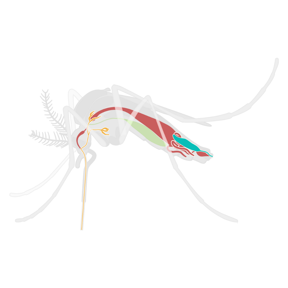 Mosquito Anatomy