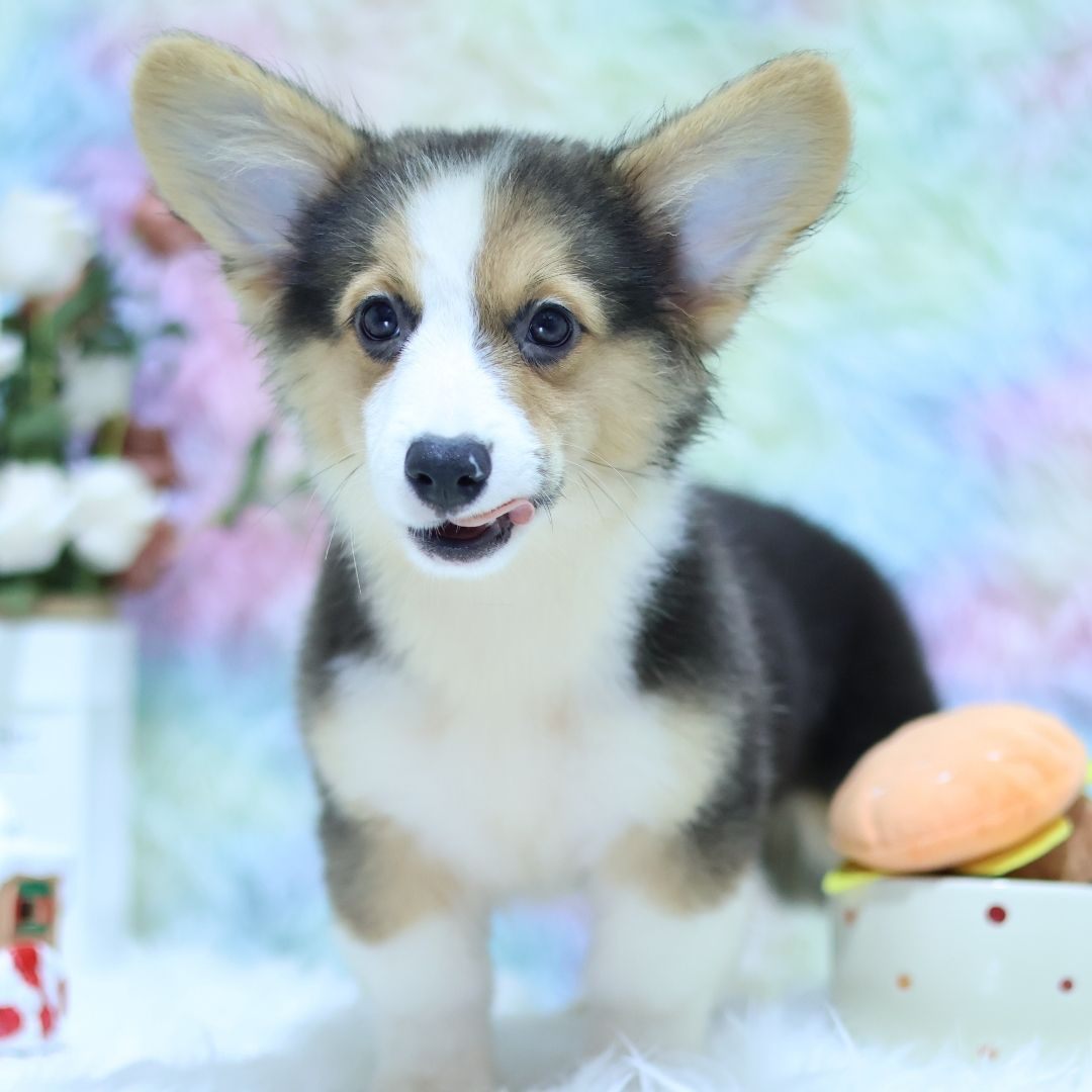 Why Do Some Corgis Have Long Tails? The Truth About Corgis