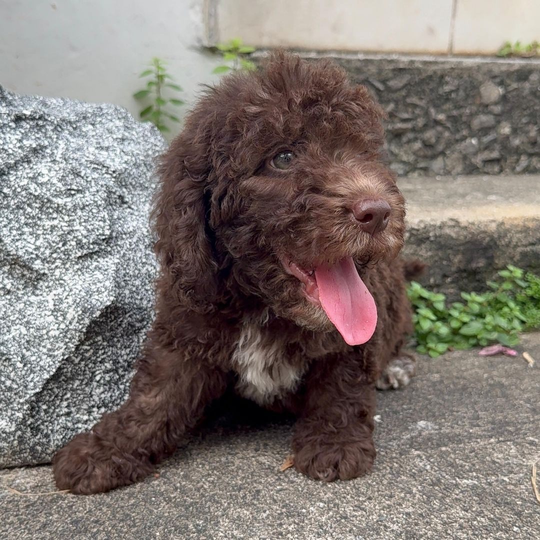 Cute Labradoodle Puppies For Sale In SG (June 2025 Updated)