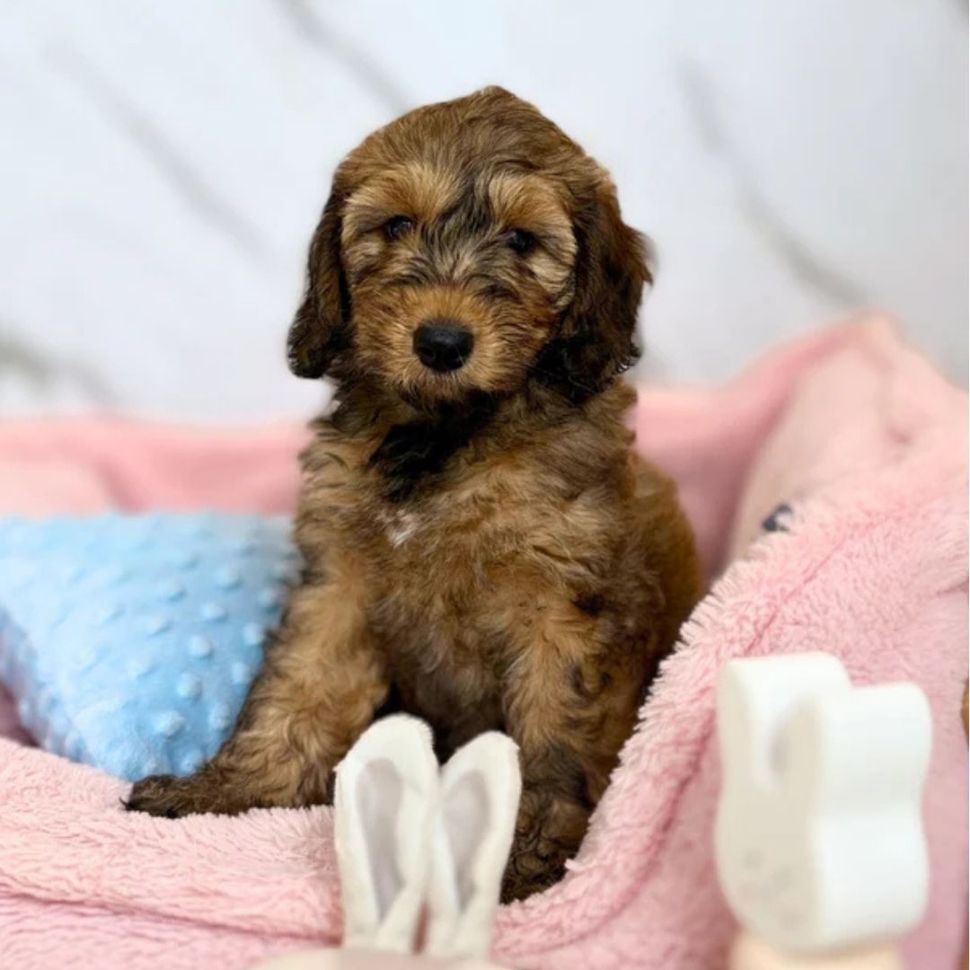 Cute Labradoodle Puppies For Sale In SG (June 2025 Updated)