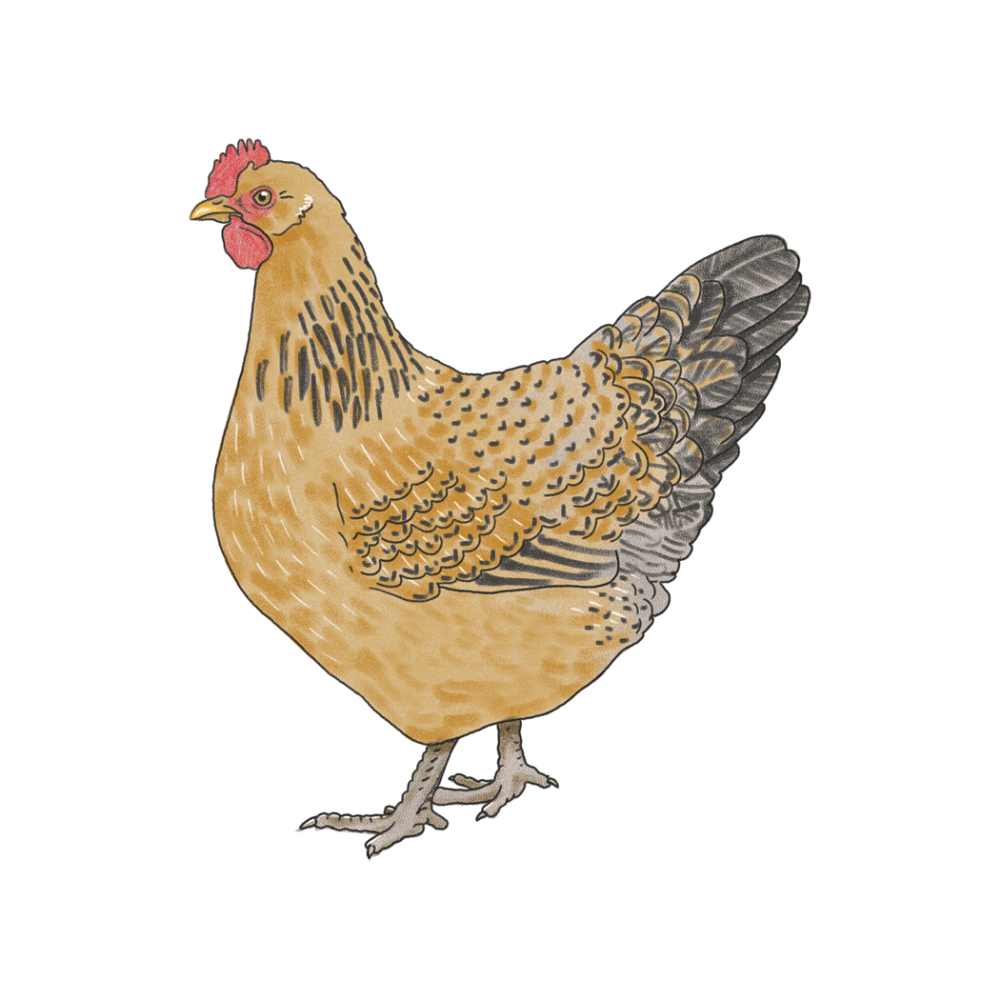 Gallus gallus domesticus