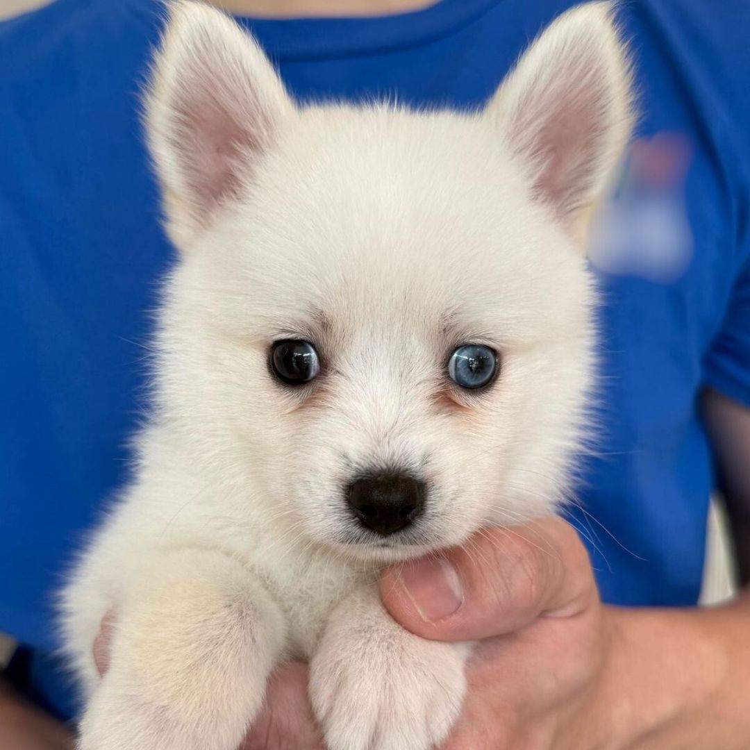 Cute Pomsky Puppies For Sale In SG (July 2025 Updated)