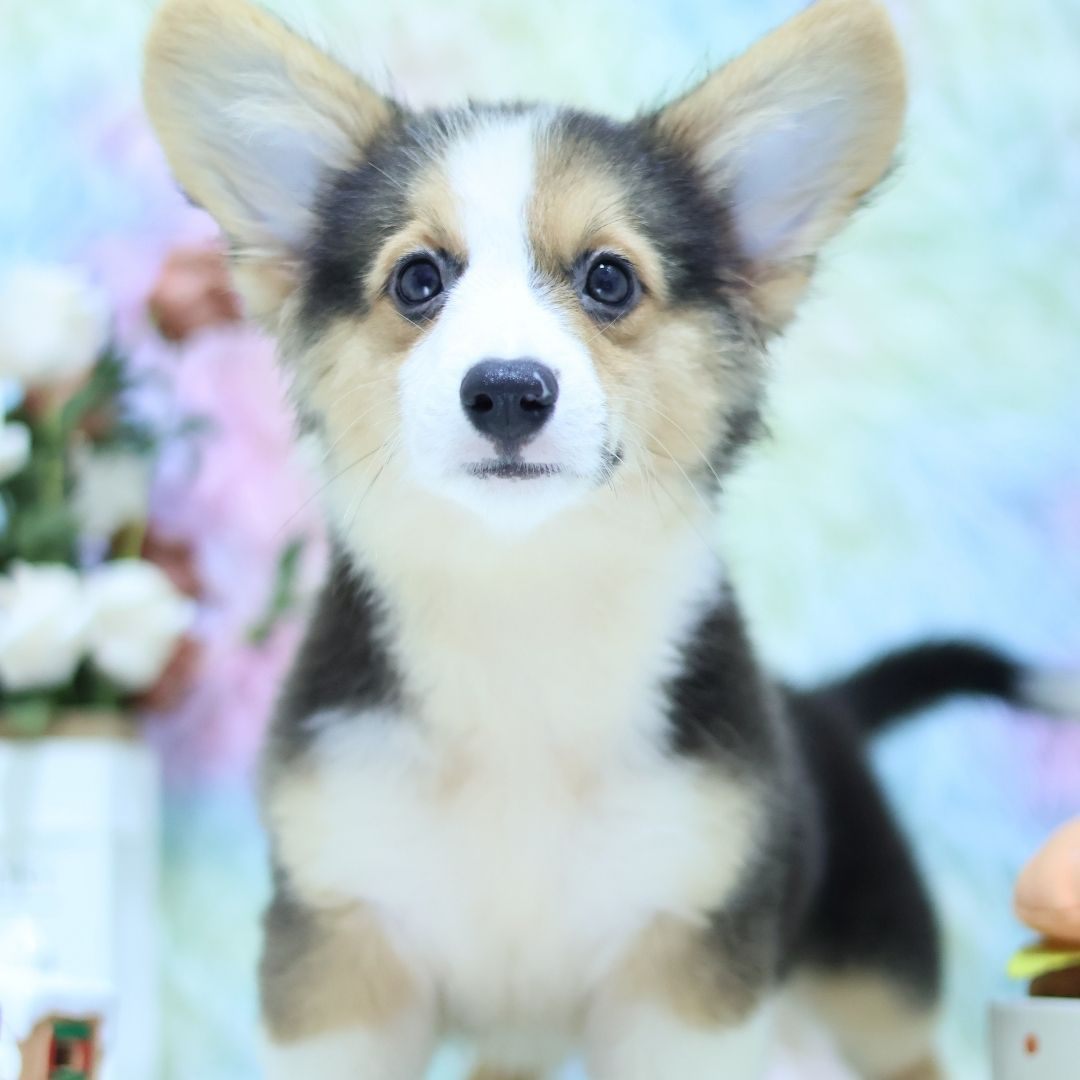 Why Do Some Corgis Have Long Tails? The Truth About Corgis