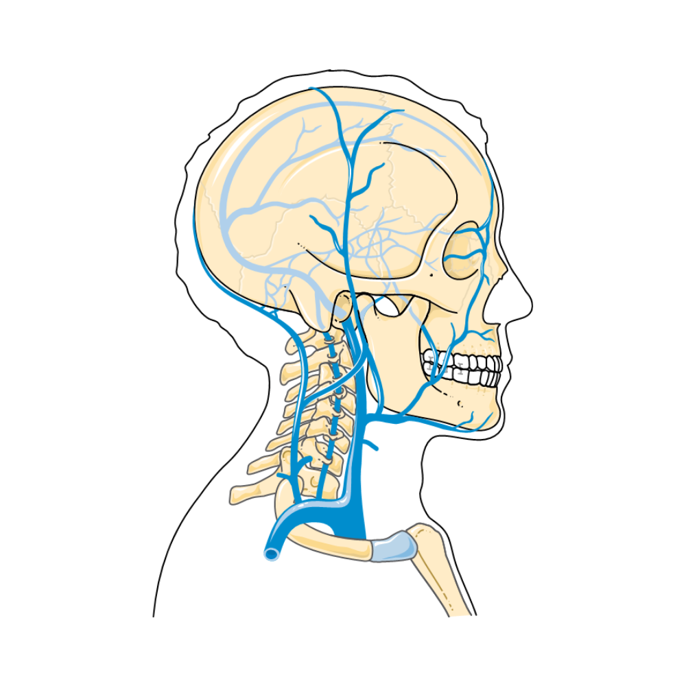 Head and neck veins