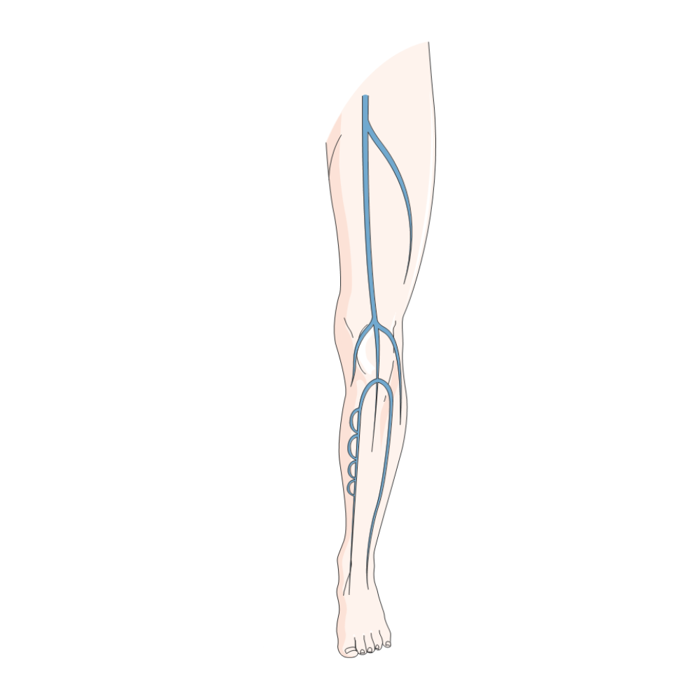 Deep venous system